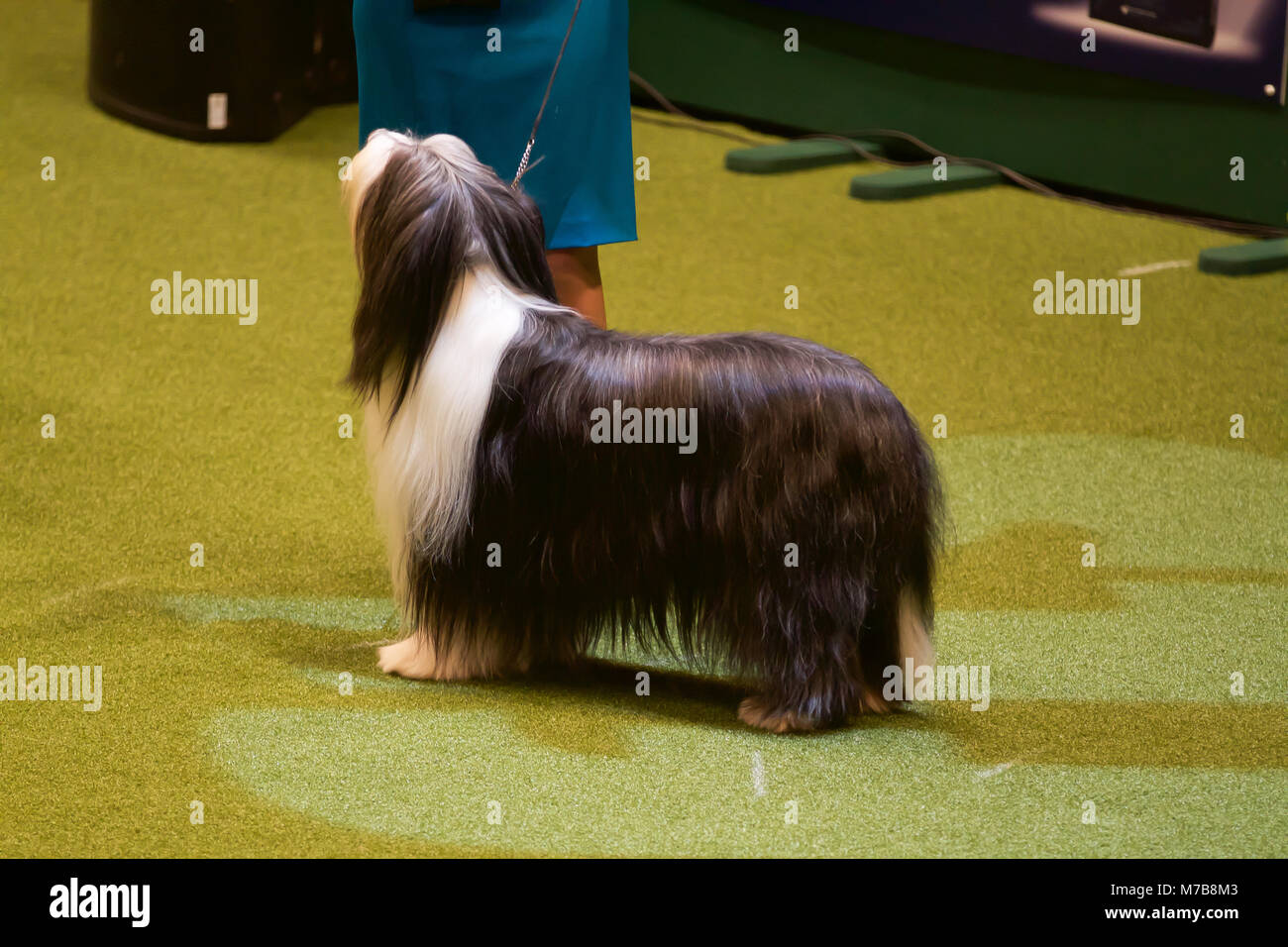 Birmingham,UK,10th March 2018,Crufts presented by the Kennel Club at ...
