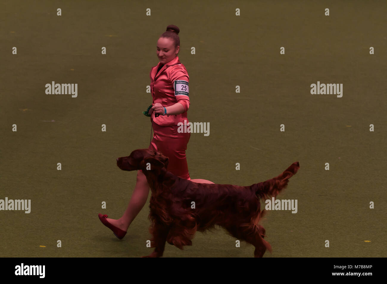 Birmingham,UK,10th March 2018,Red Setter in the arena at Crufts ...