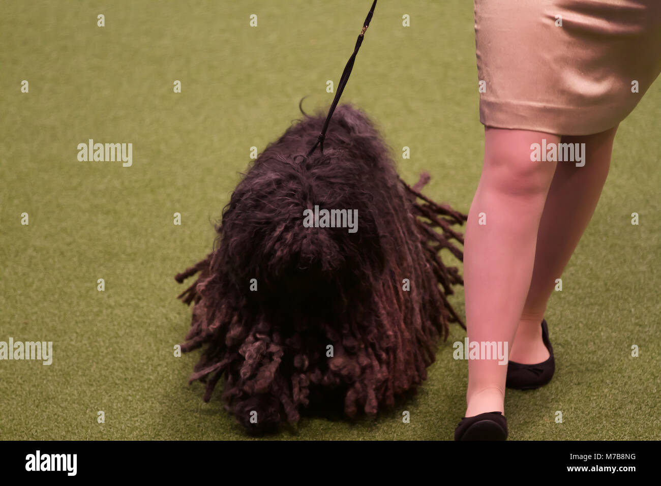 Birmingham,UK,10th March 2018,Crufts presented by the Kennel Club at ...