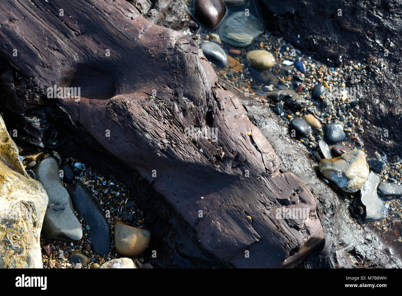 Prehistoric petrified forest unearthed on Redcar beach, UK, by Storm ...