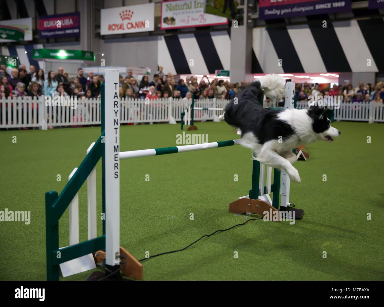 Birmingham,UK,10th March 2018,Crufts presented by the Kennel Club at ...