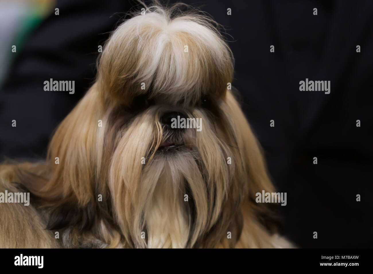 Birmingham,UK,10th March 2018,Crufts presented by the Kennel Club at ...