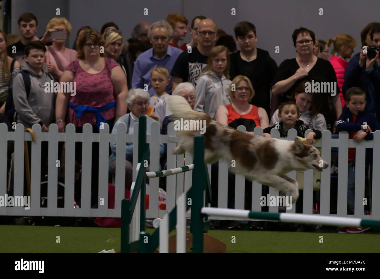 Birmingham,UK,10th March 2018,Crufts presented by the Kennel Club at ...