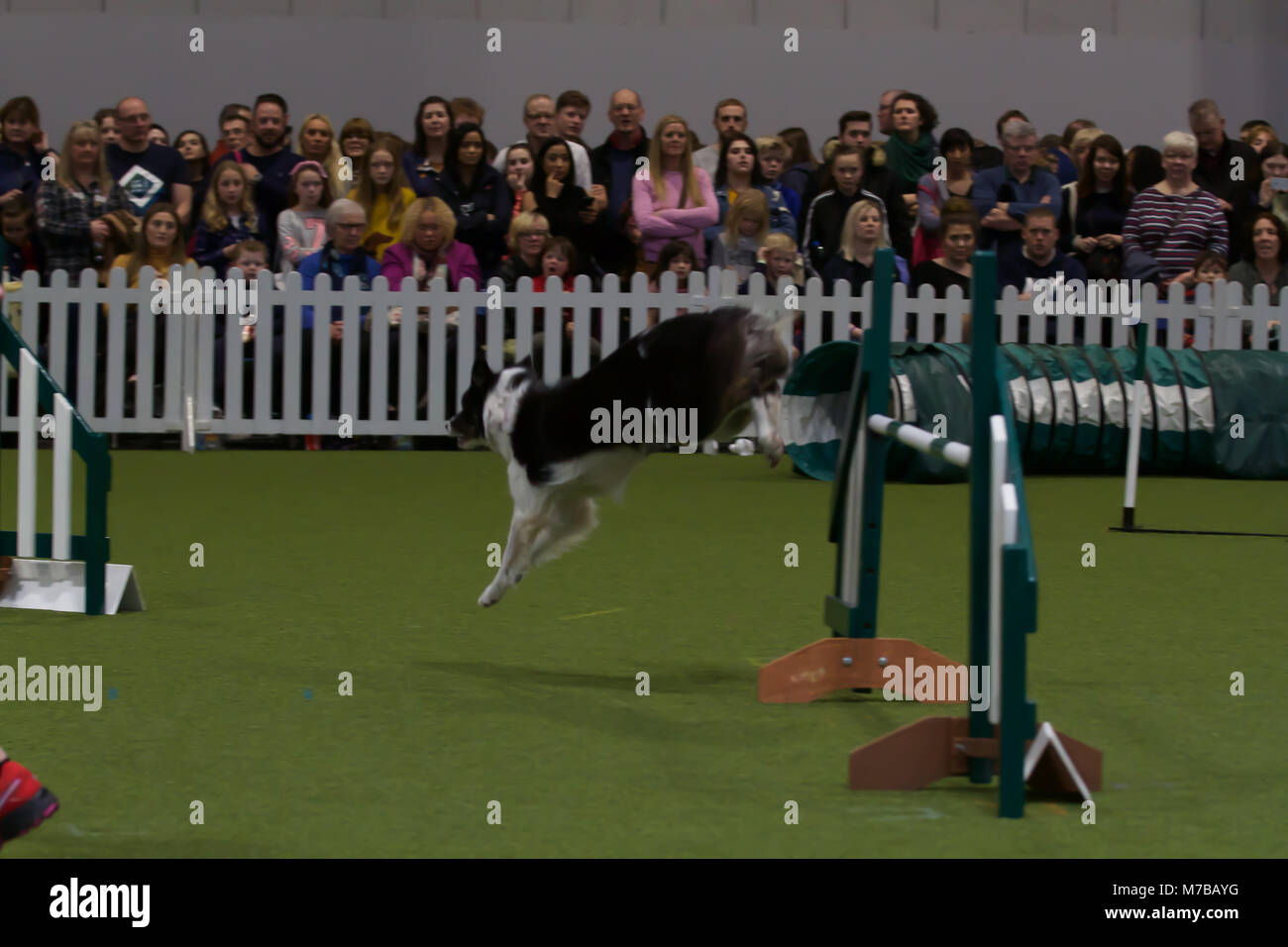 Birmingham,UK,10th March 2018,Crufts presented by the Kennel Club at ...