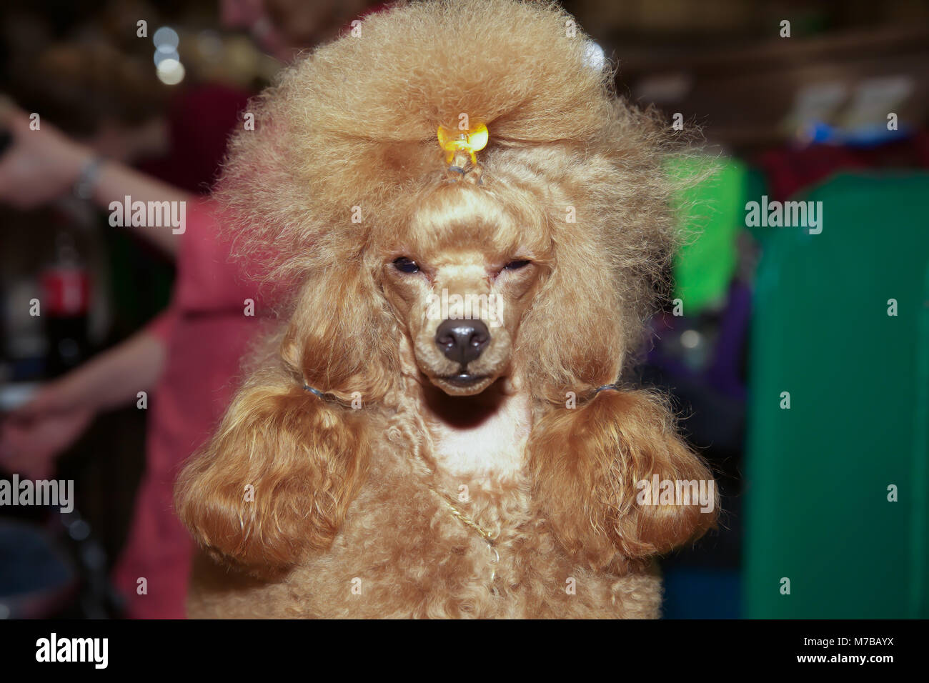 Birmingham,UK,10th March 2018,Crufts presented by the Kennel Club at ...