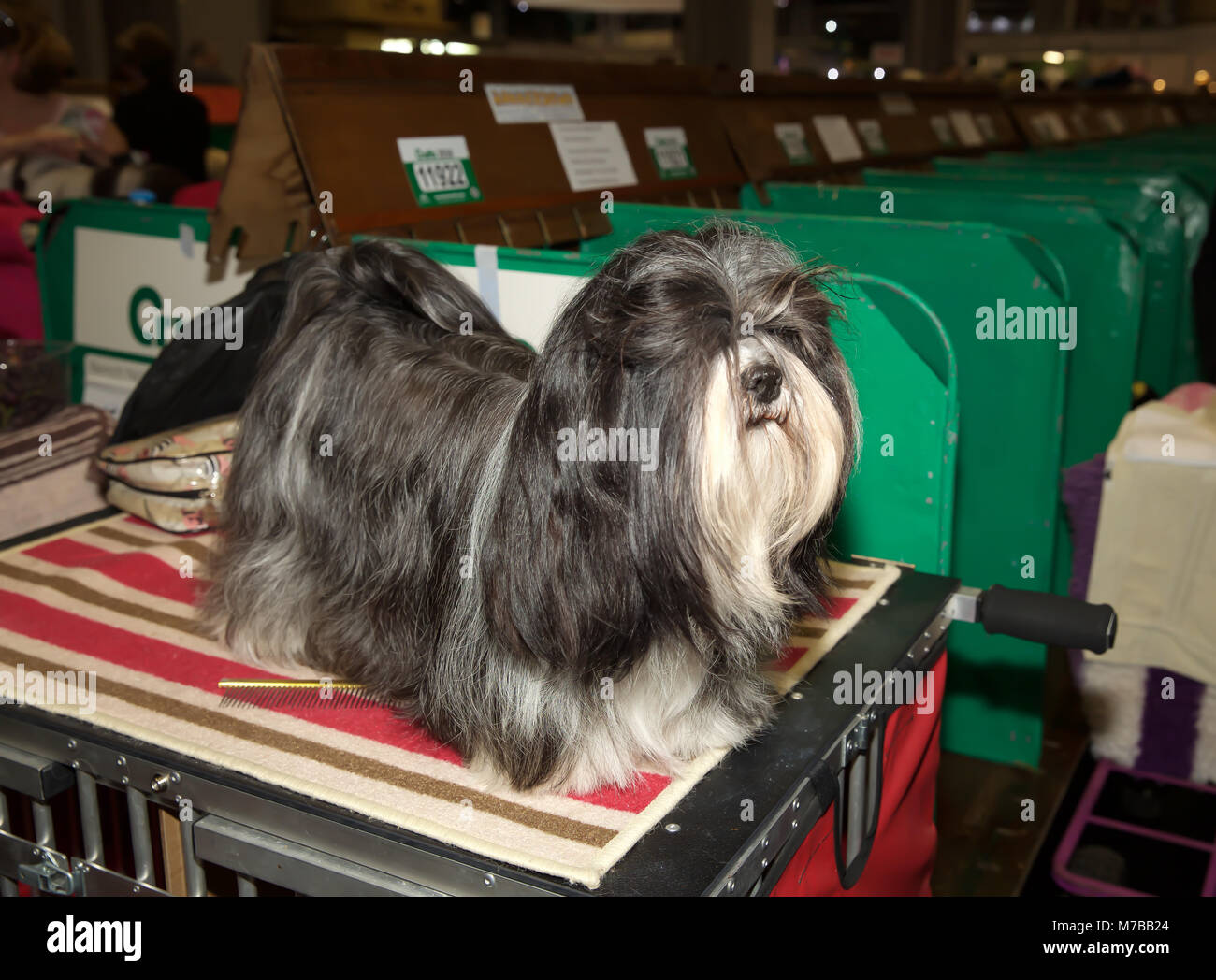Birmingham,UK,10th March 2018,Crufts presented by the Kennel Club at ...