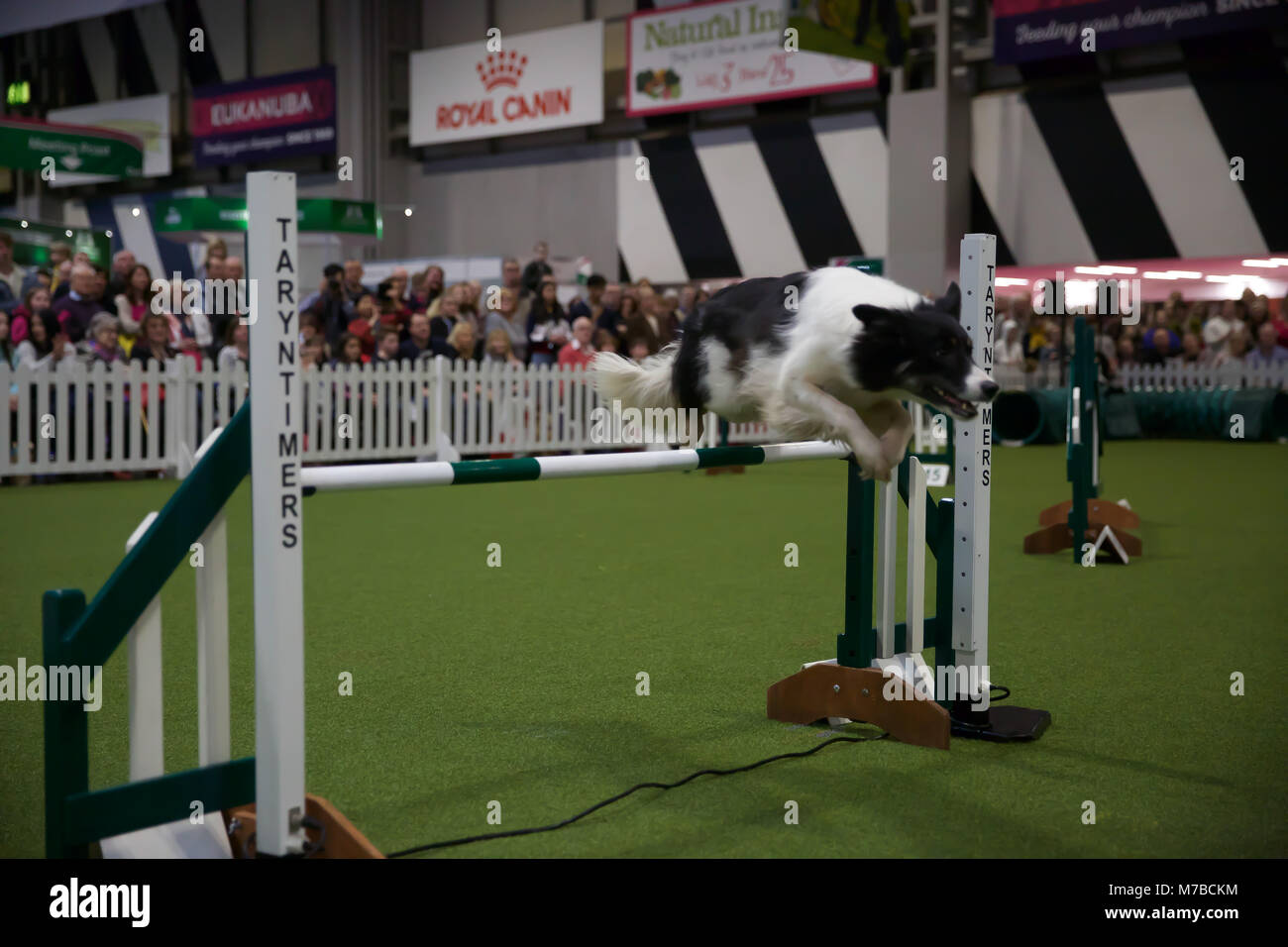 Birmingham,UK,10th March 2018,Crufts presented by the Kennel Club at ...