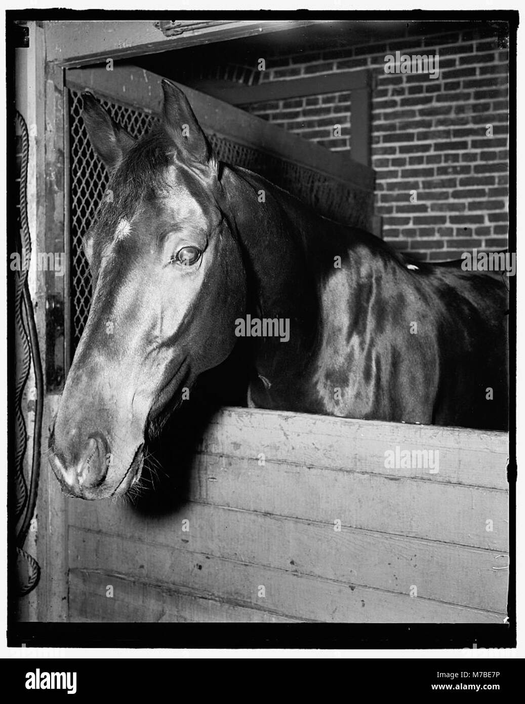 Old billy horse hi-res stock photography and images - Alamy