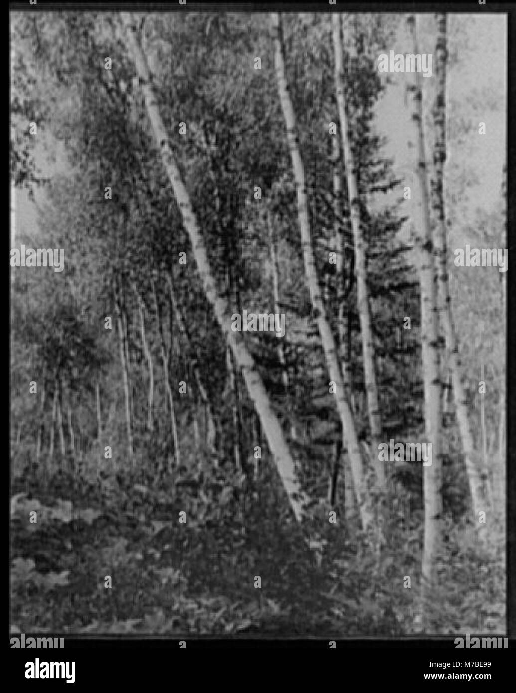This image features a serene landscape with birch trees in Maine. The ...