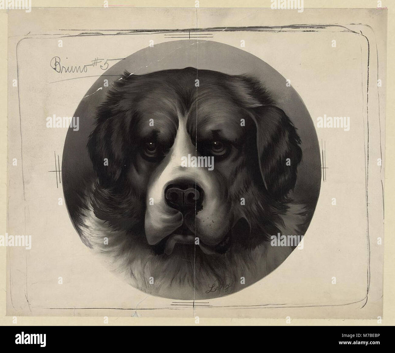 A photograph of a bird dog named Bruno, captured in action. This breed ...