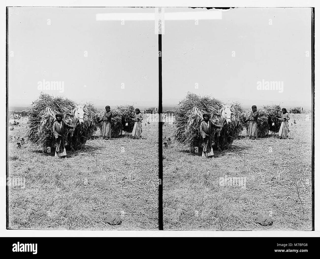 An agricultural scene showing individuals bringing in the sheaves, a ...