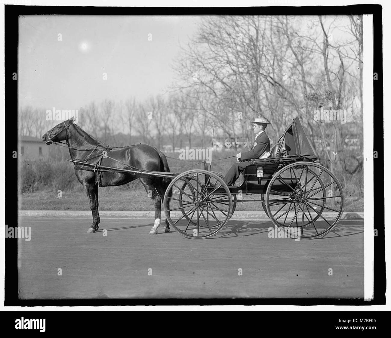 A photograph of a Brodt horse, showcasing the breed known for its ...