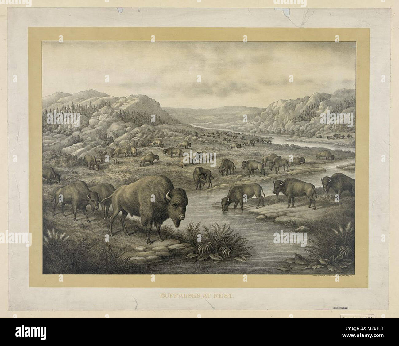 A photograph of buffaloes resting in a natural setting, depicting the ...