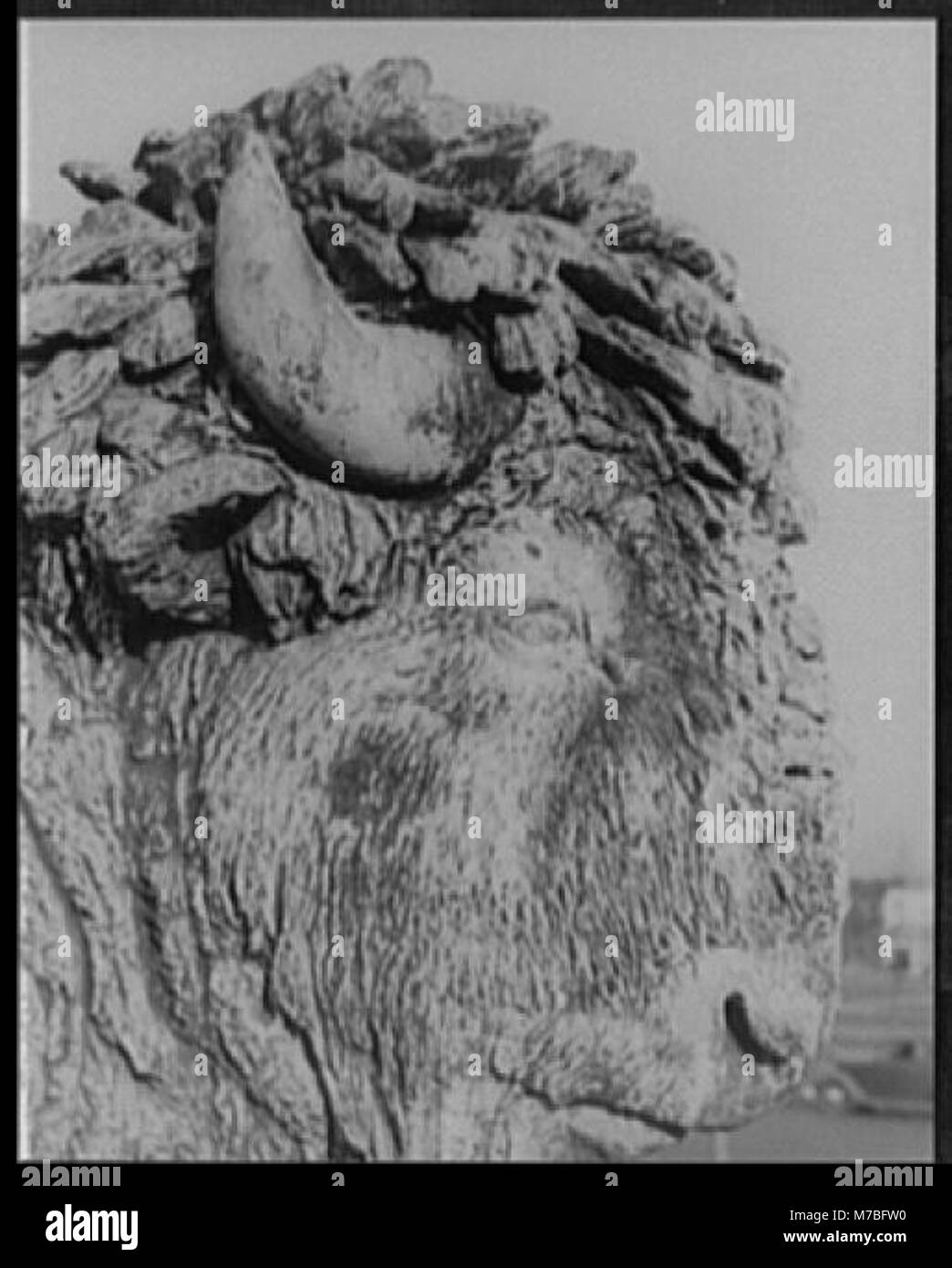 A close-up image of the buffalo head detail from the George Washington ...