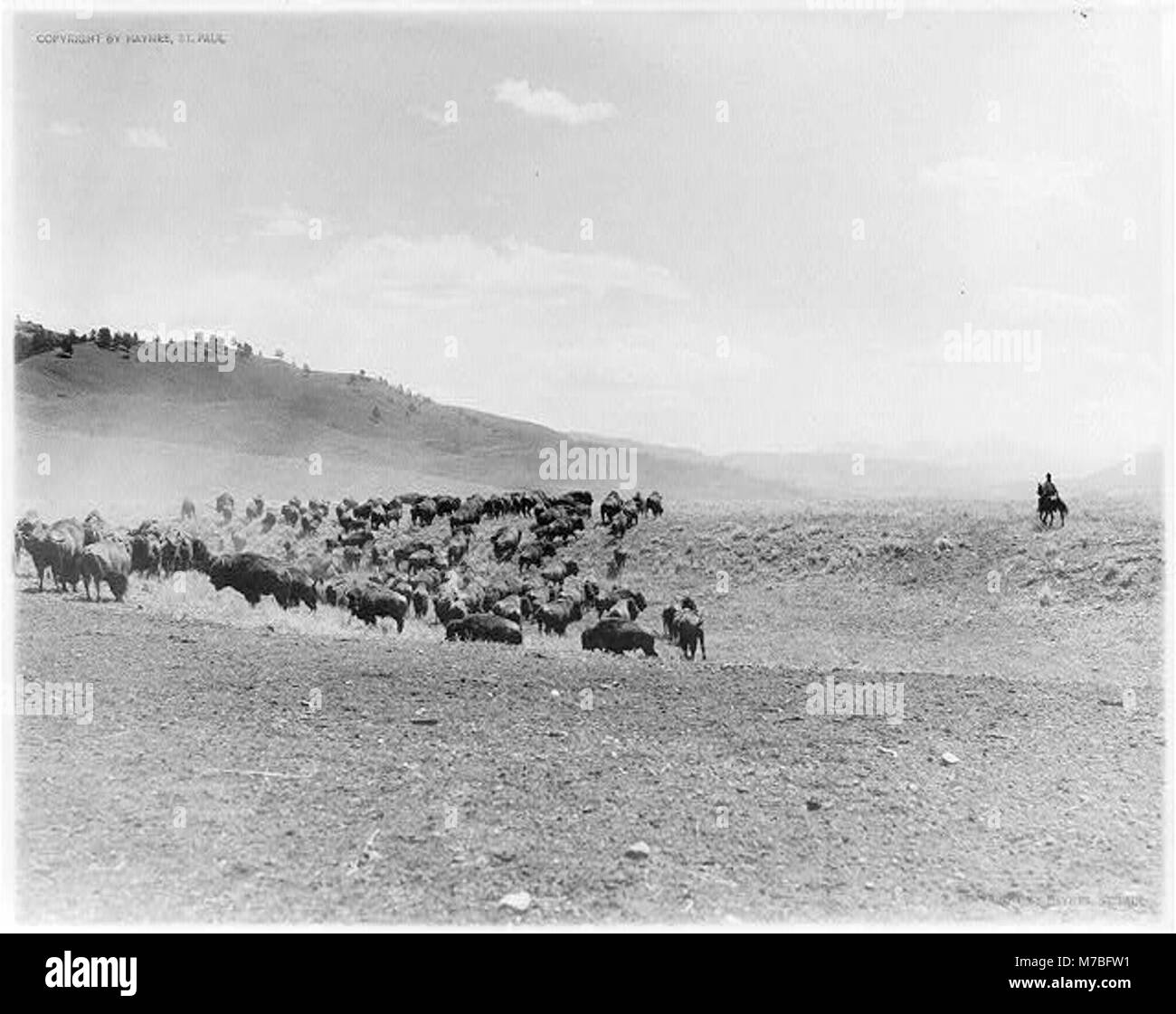 A photograph capturing a buffalo herd in Yellowstone National Park ...
