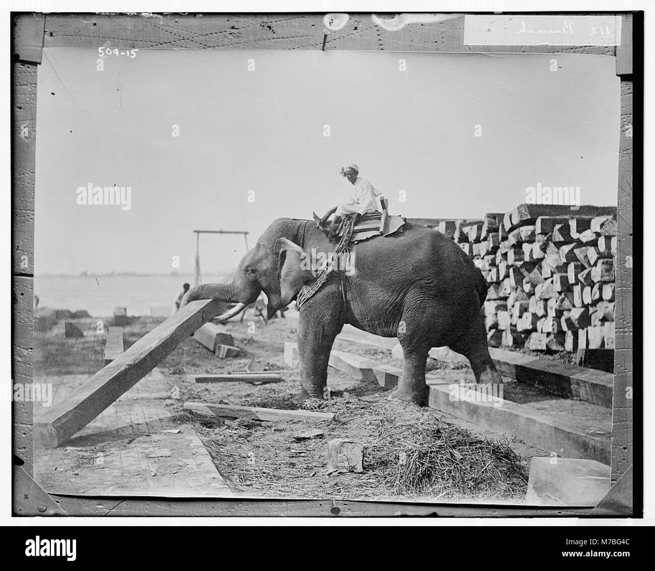 Working elephant Black and White Stock Photos & Images - Alamy