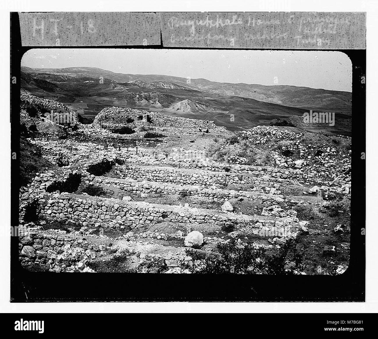 House turkey Black and White Stock Photos & Images - Alamy