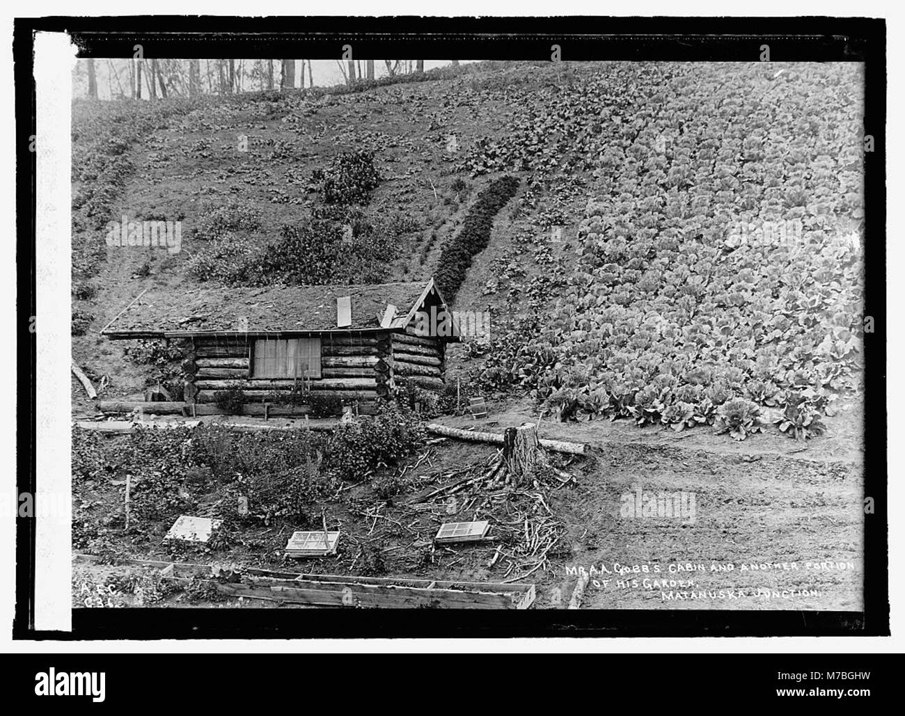 A photograph of the cabin and garden of A.A. Cobb located in Matanuska ...