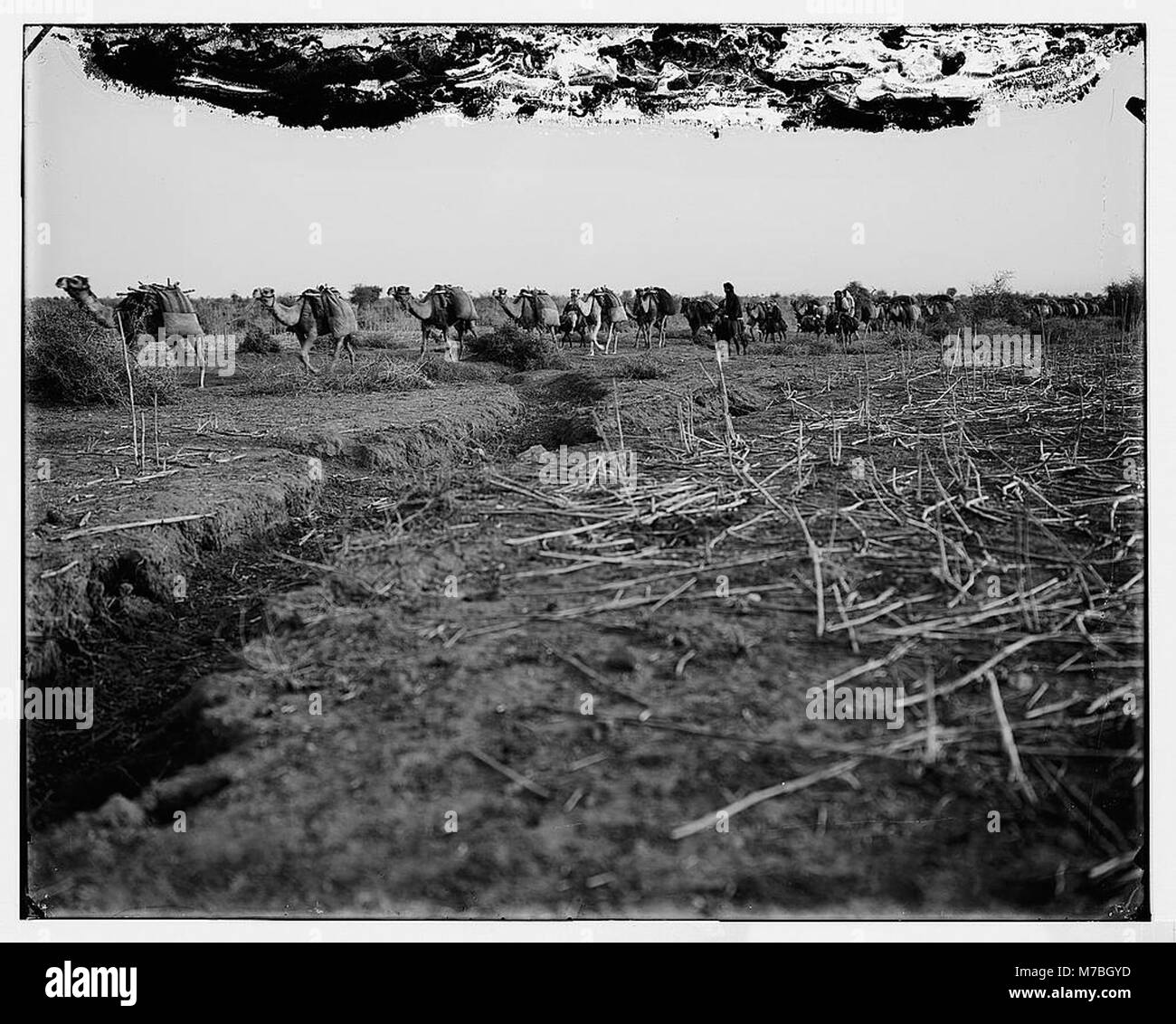 Desert animals walking Black and White Stock Photos & Images - Alamy
