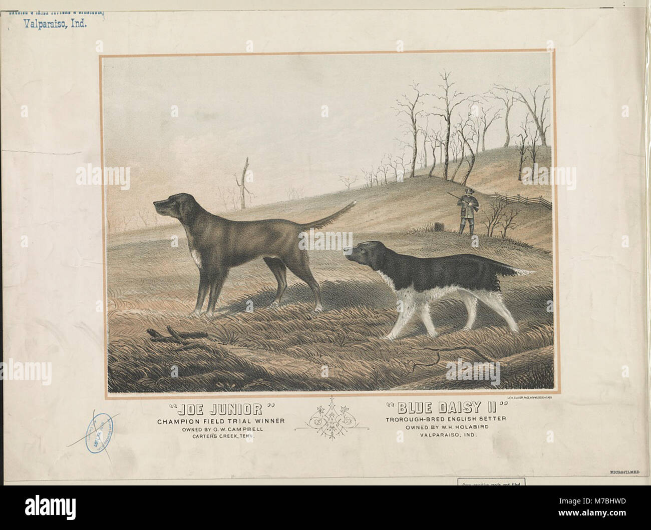 Joe Junior, a champion field trial winner, is owned by G.W. Campbell of ...