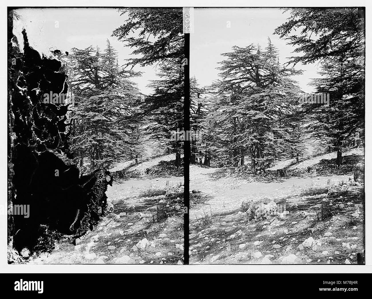A photograph of the ancient Cedars of Lebanon, showcasing their ...