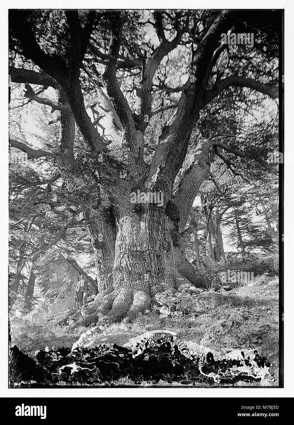 A depiction of the Cedar of Lebanon, an ancient tree species known for ...