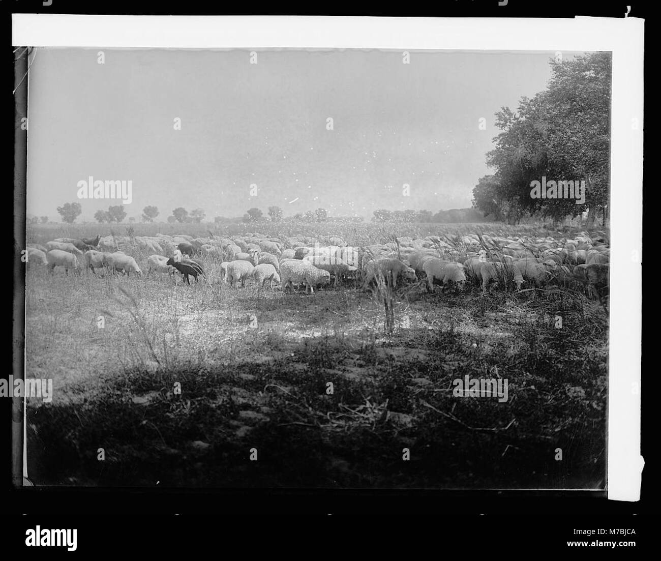 Chandler Ranch, located along the Salt River in Arizona, is a historic ...