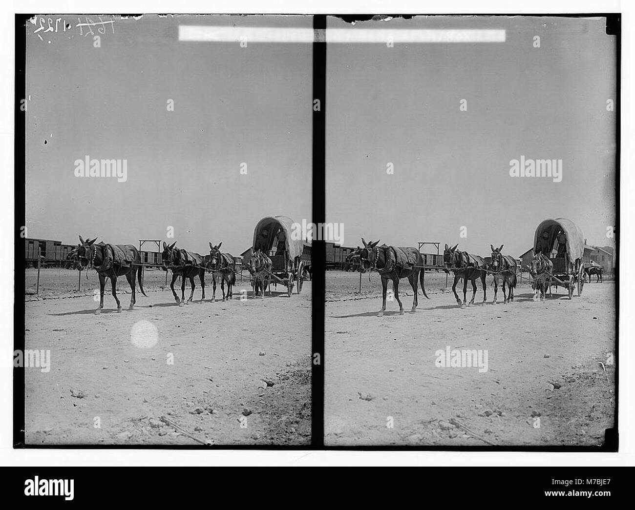 Mule drawn wagon Black and White Stock Photos & Images - Alamy