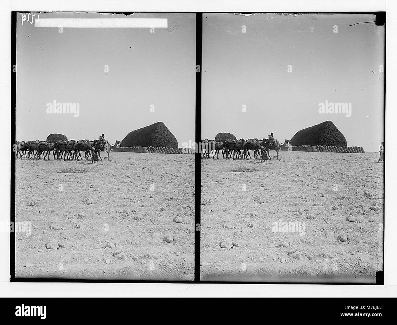 A photograph of a stack of licorice root at Aleppo, Syria, showing the ...