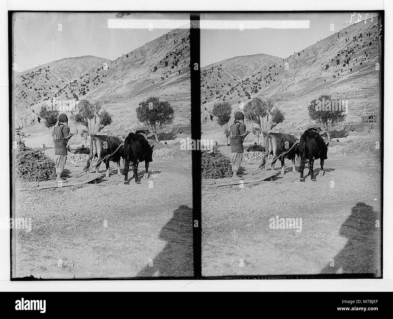 An image of a threshing-board at Yammuneh, likely showing agricultural ...