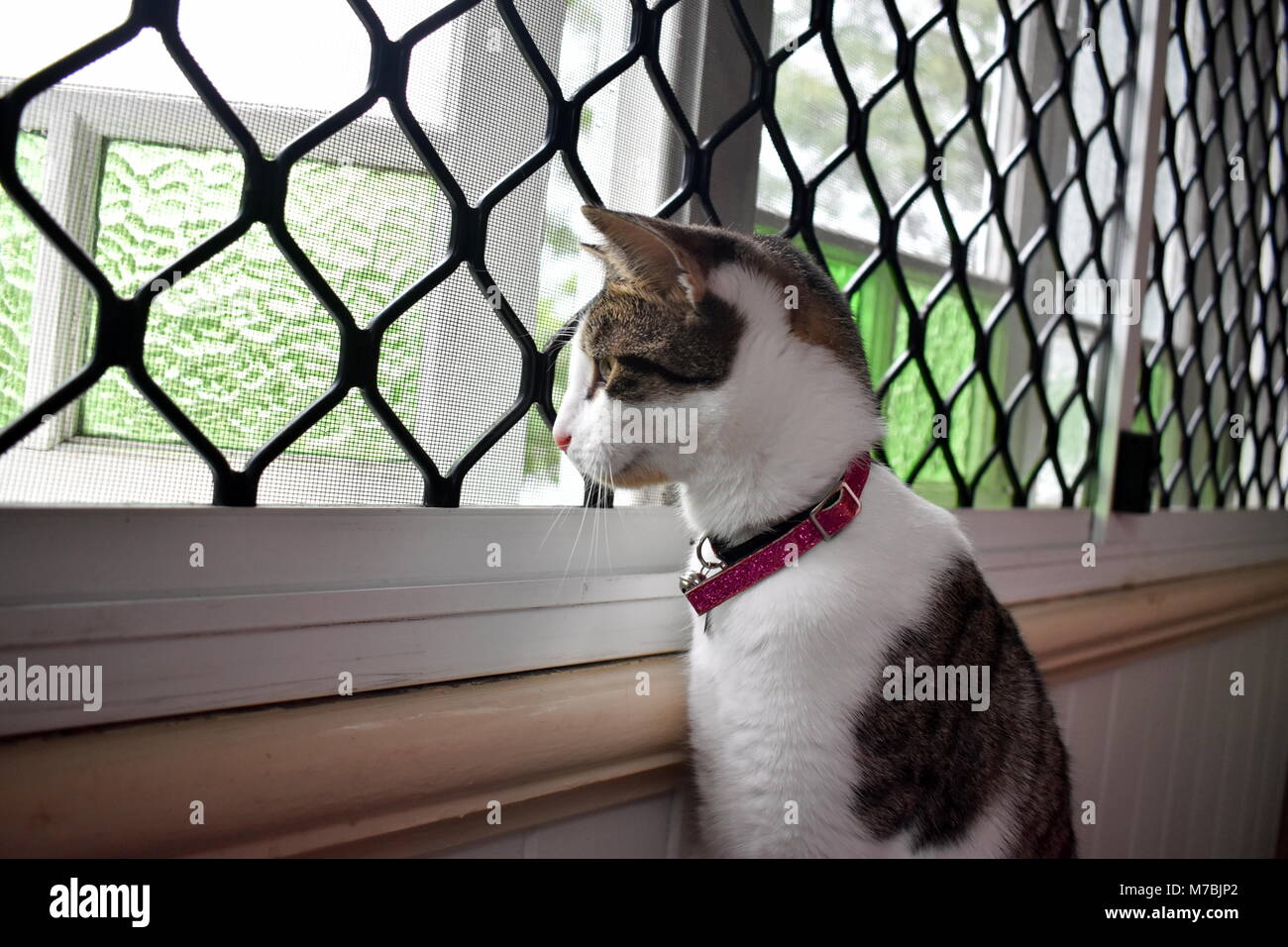 Patiently waiting hi-res stock photography and images - Alamy