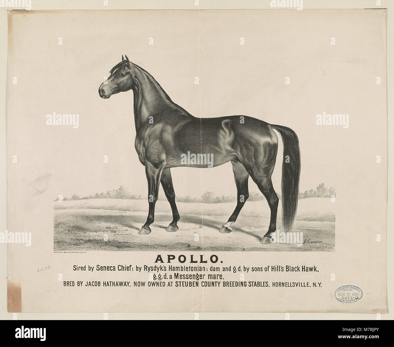This pedigree records the lineage of the horse Apollo, sired by Seneca ...