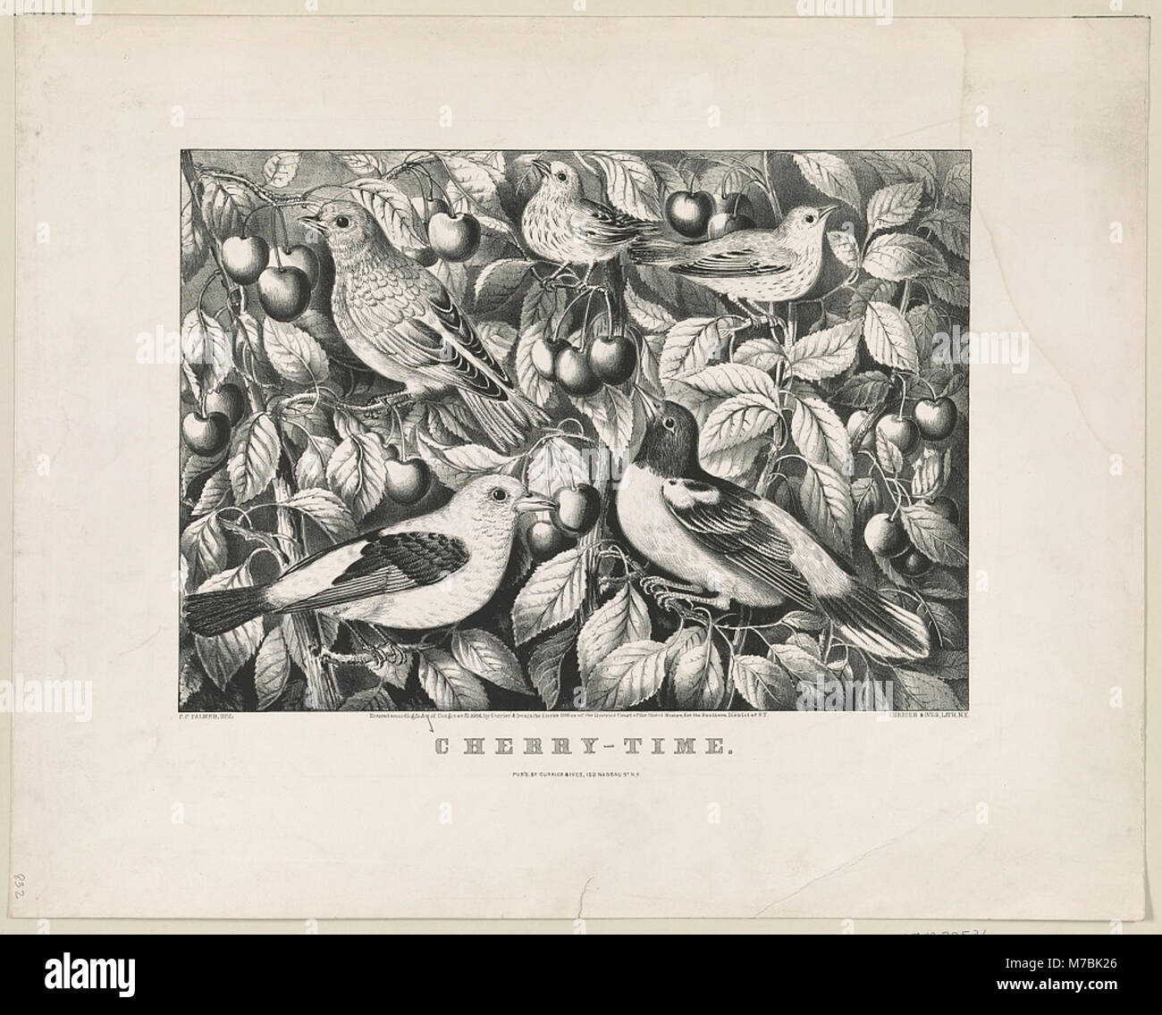 An image capturing the season of cherry harvest, showing the vibrant ...