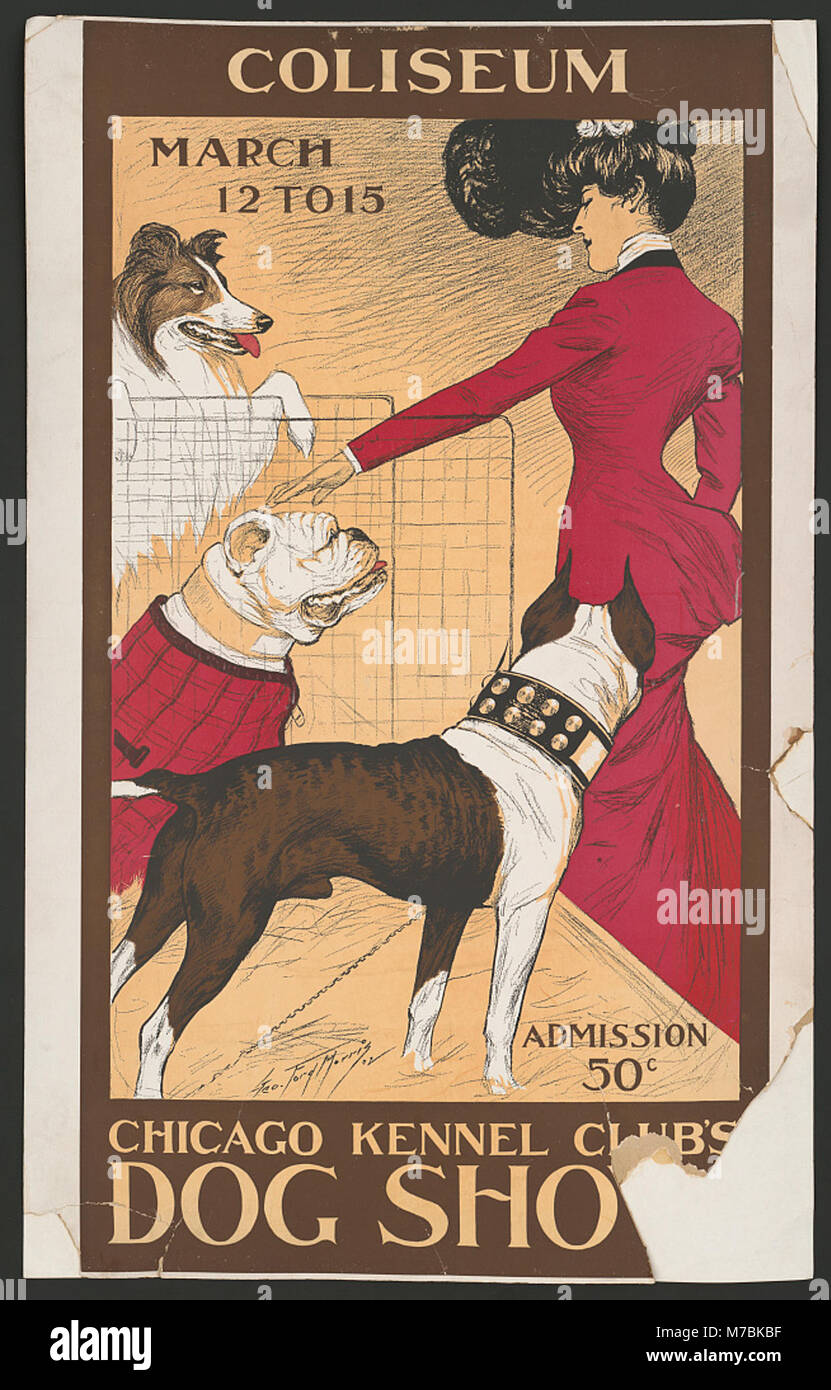 Chicago Kennel Club's dog show LCCN2015645890 Stock Photo - Alamy