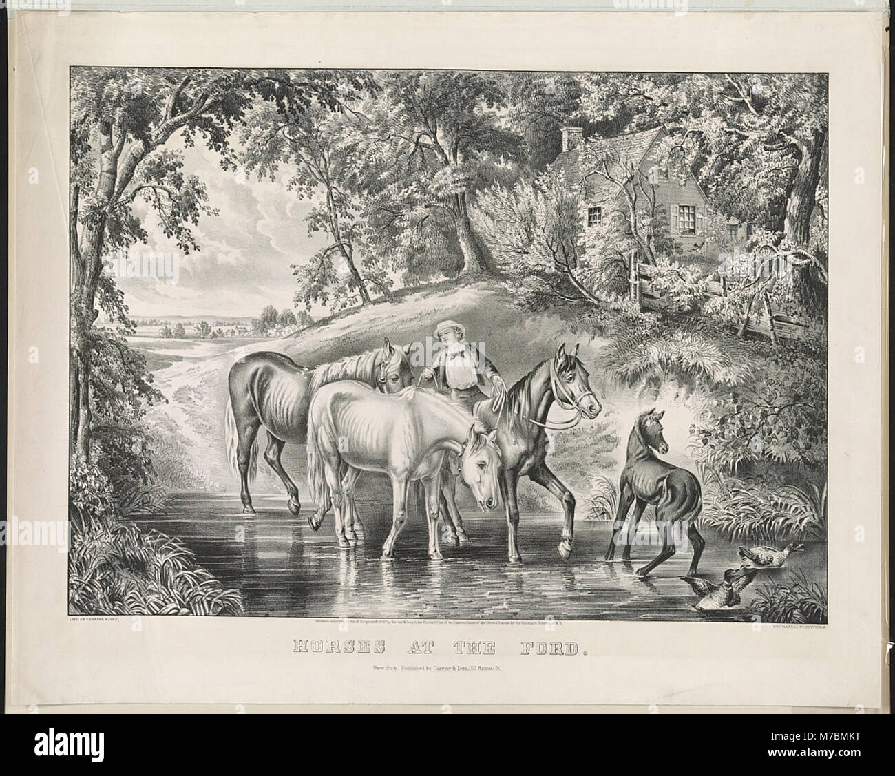 A photograph showing a group of horses crossing a river ford, capturing ...