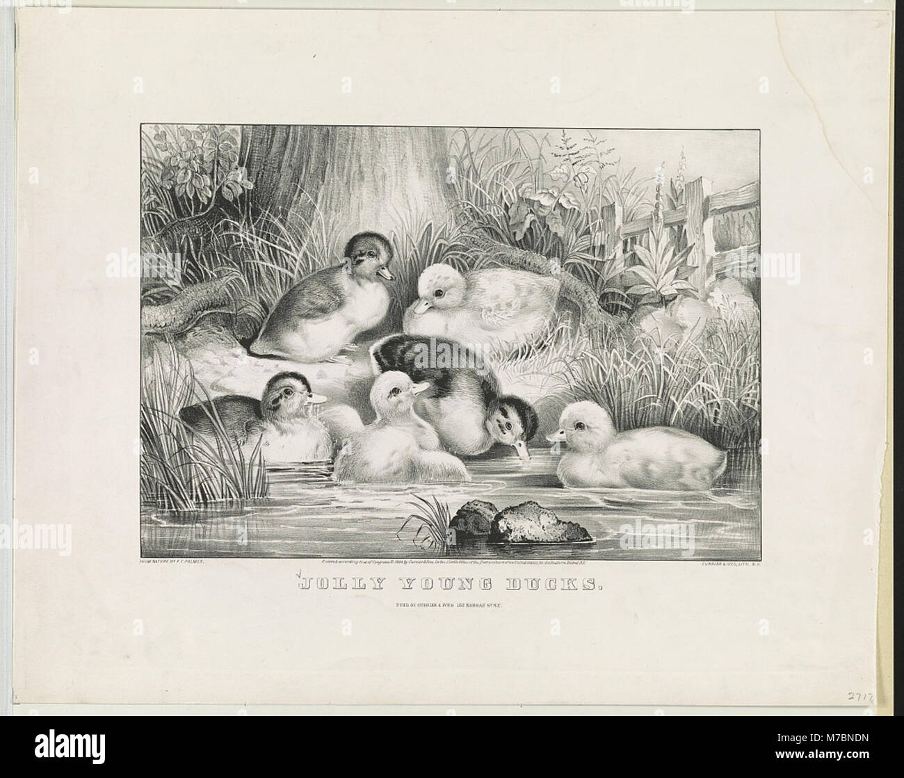 A playful image of young ducks, captured in a moment of liveliness. The ...