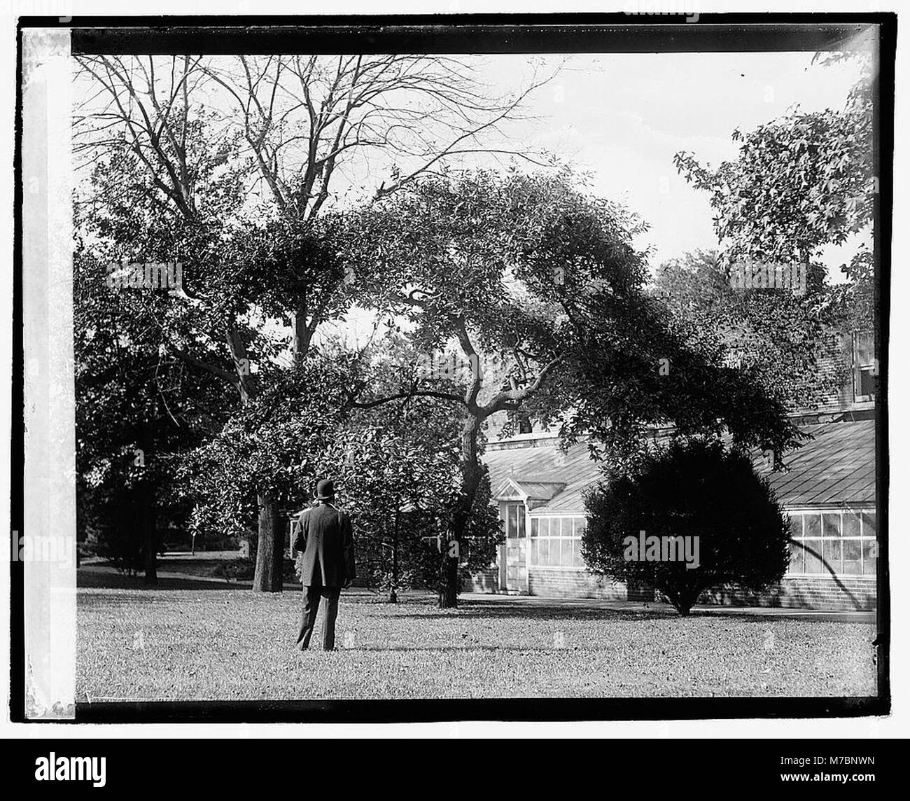 The Confucius Oak, a significant tree located in a botanical garden ...