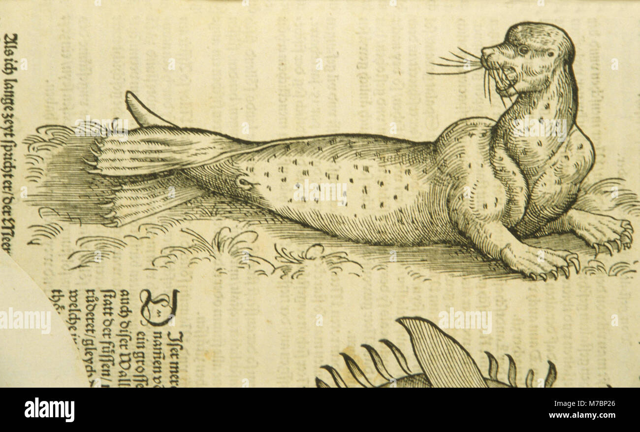 Conrad Gessner was a Swiss physician and naturalist, renowned for his ...