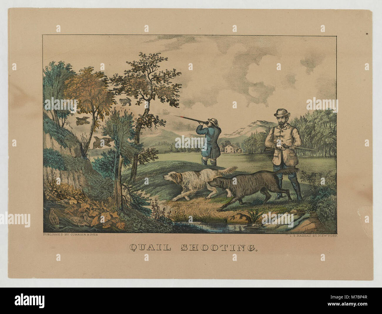 This photograph captures a scene of quail shooting, a traditional ...