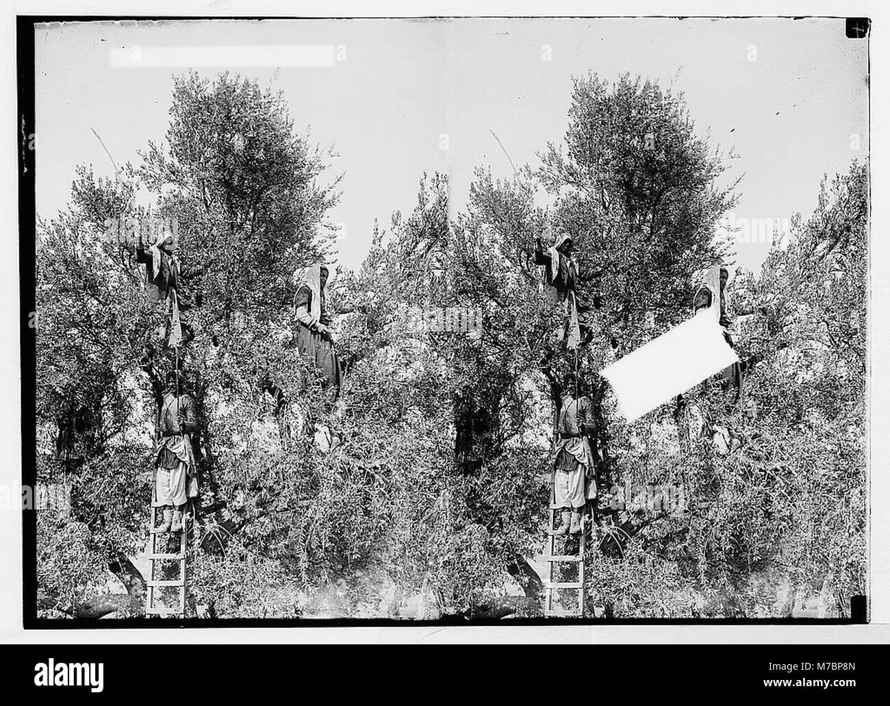 Olive trees harvest Black and White Stock Photos & Images - Alamy