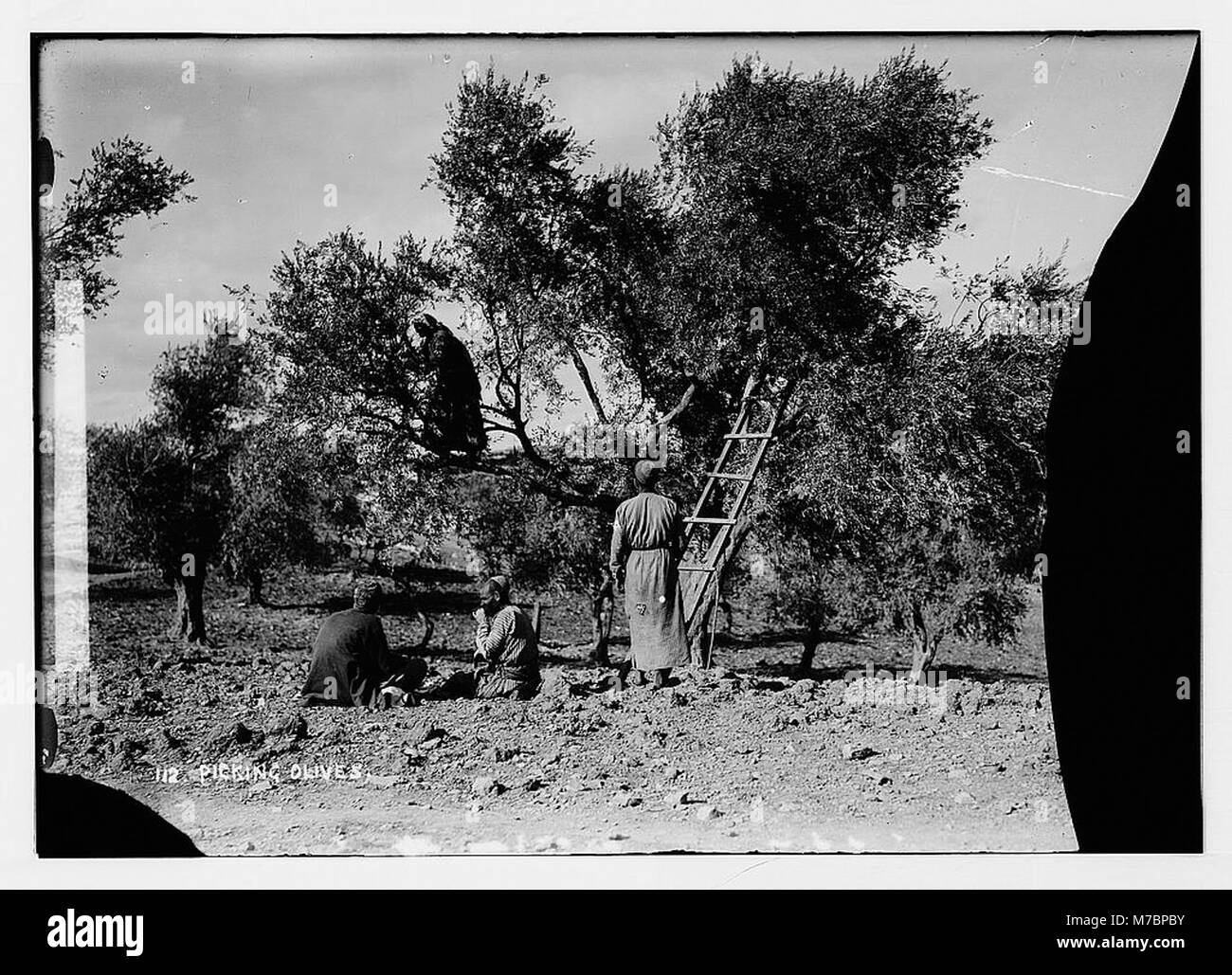 This image depicts individuals harvesting olives, showcasing ...