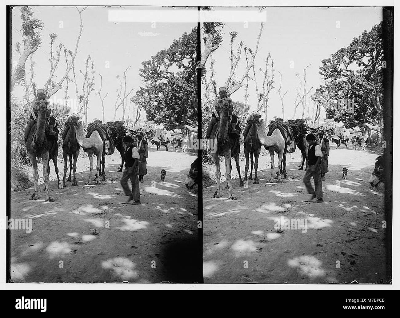 A photograph showing a line of camels near Jaffa, showcasing ...