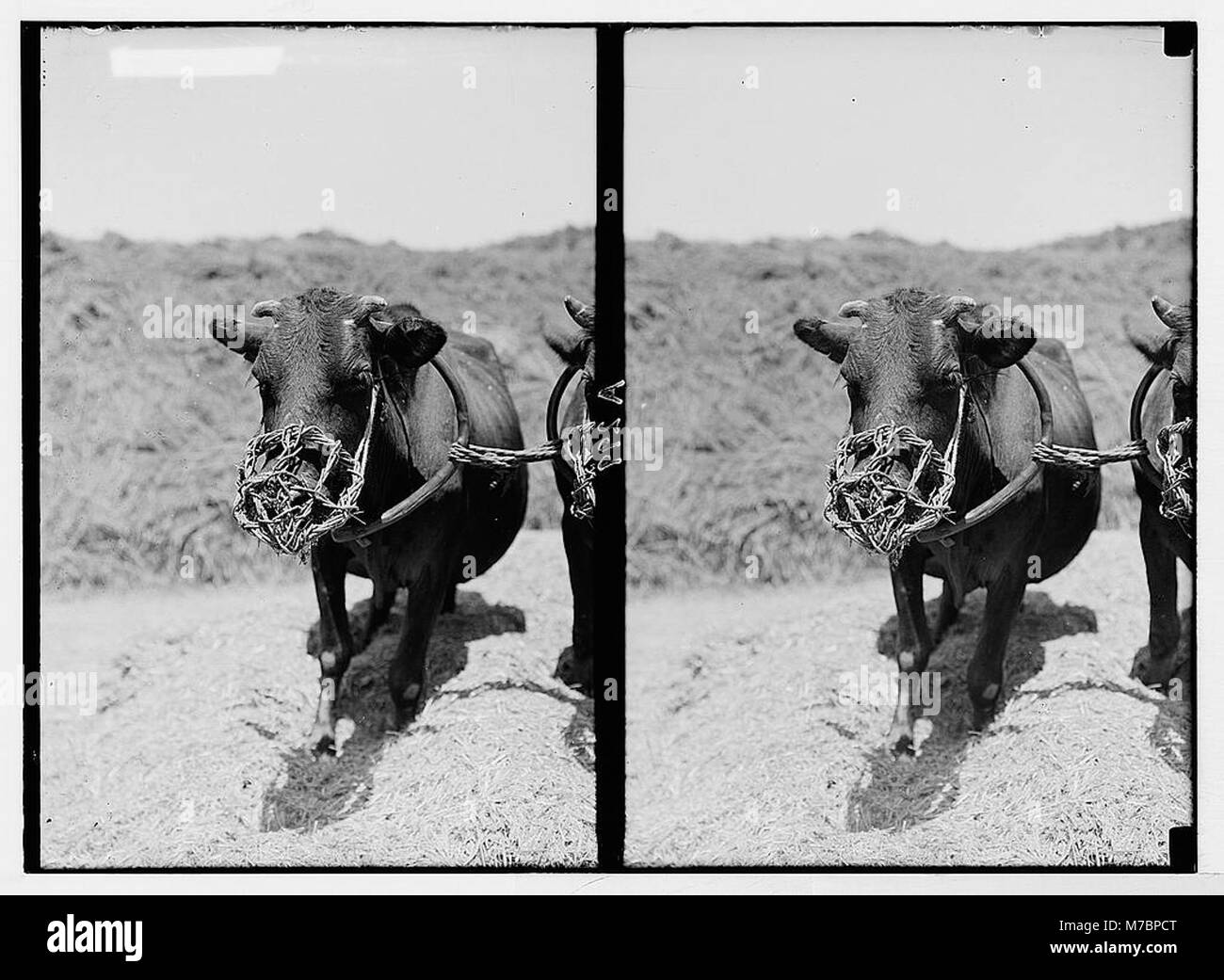 A depiction of a muzzled cow used for threshing, showcasing the animal ...