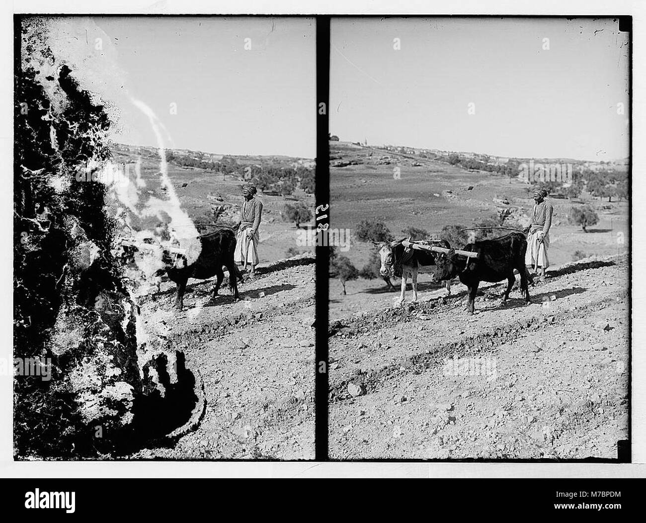 A scene depicting traditional farming techniques, where a cow and an ...