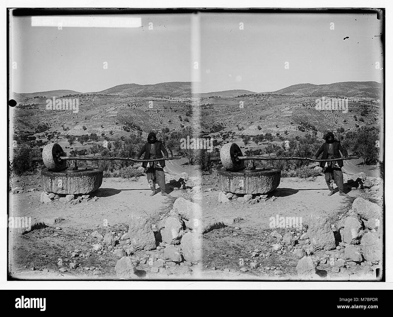 A depiction of a primitive olive crusher, showing the traditional tools ...