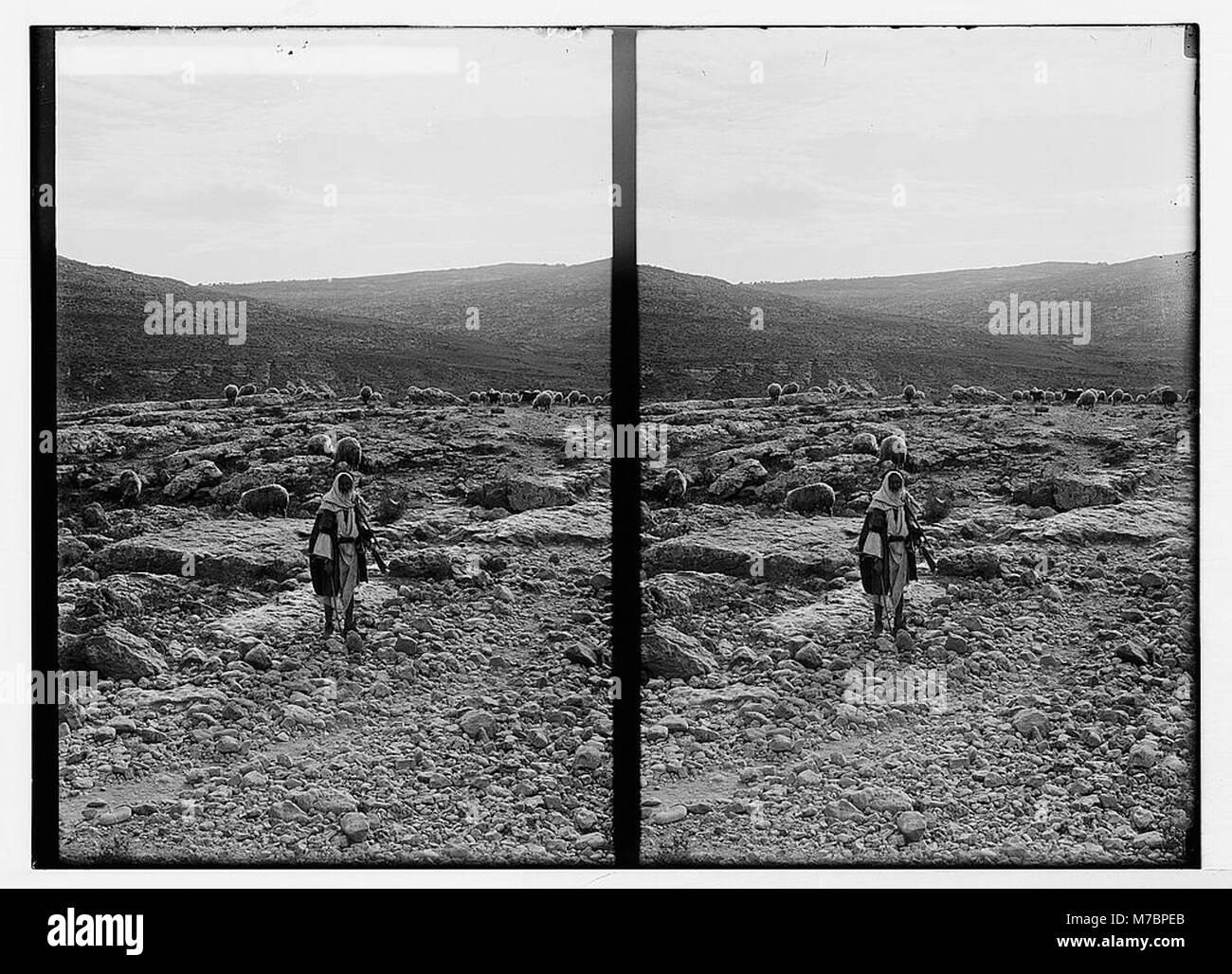 This image depicts a shepherd character searching for pasture, likely ...