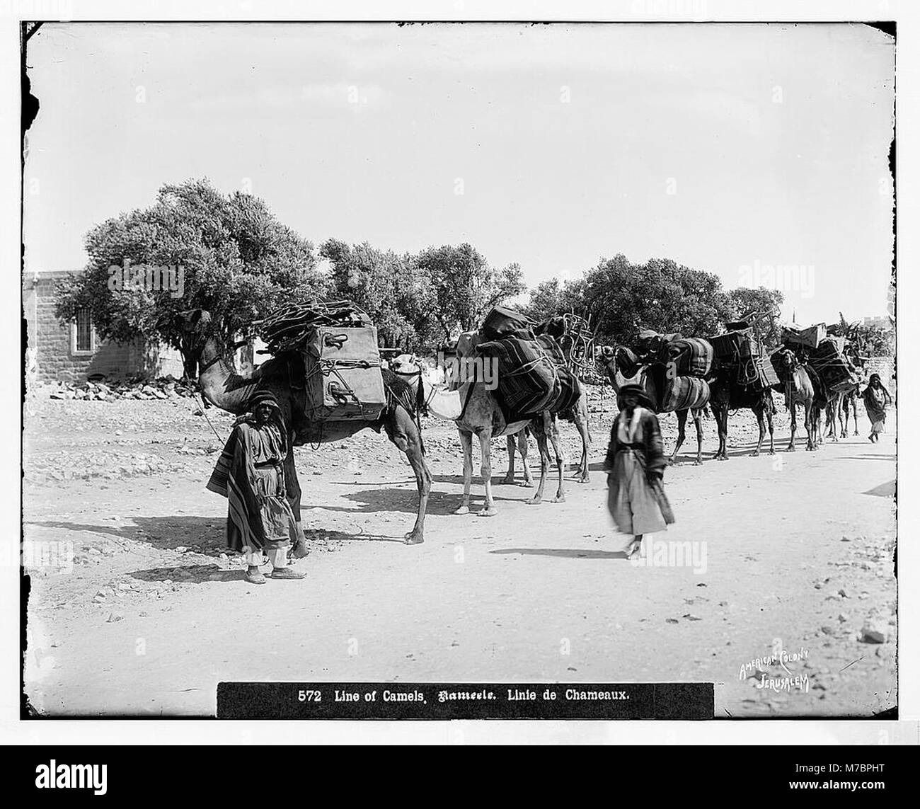 A photograph showing a line of camels, possibly used in a performance ...