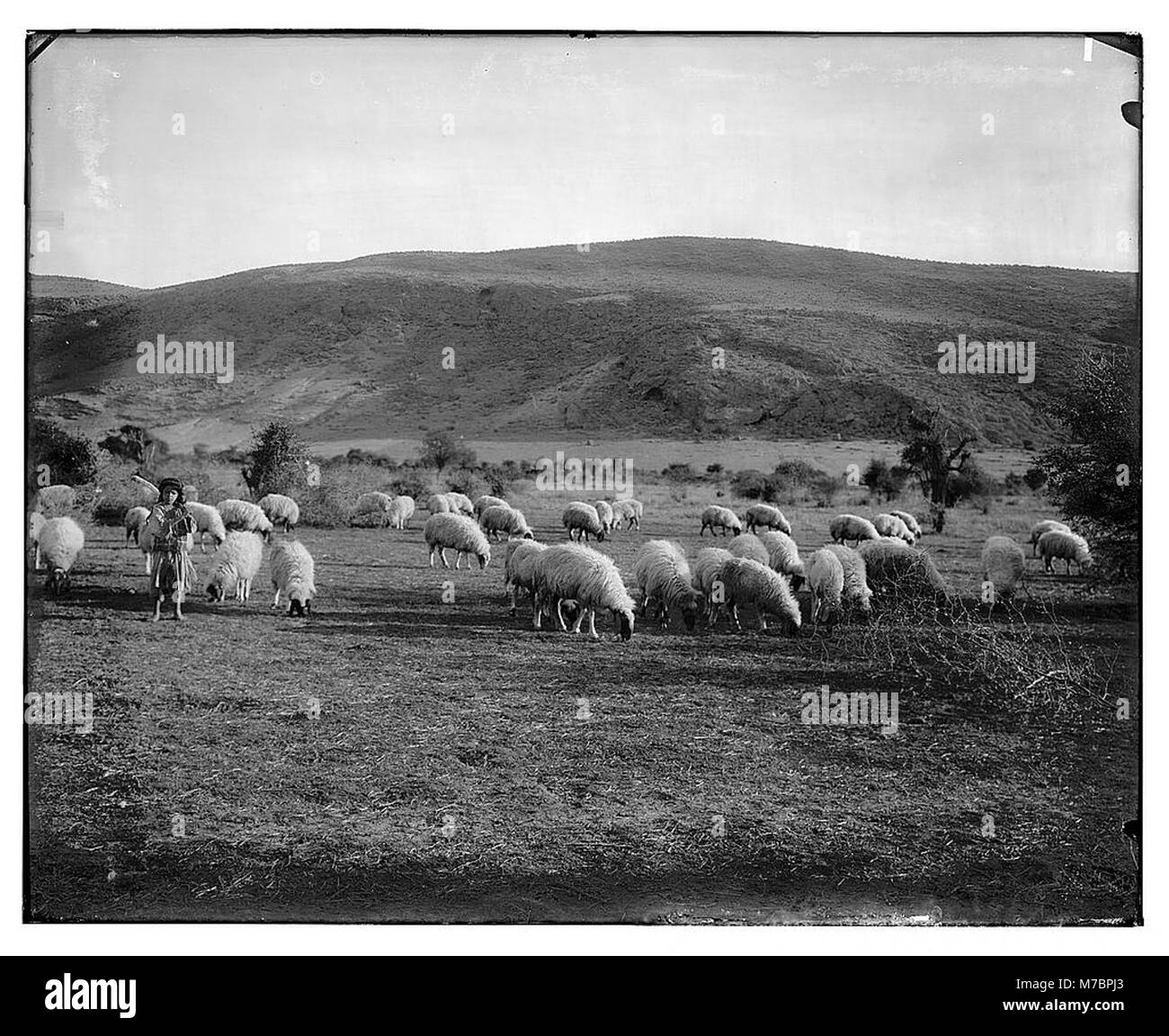Depiction of a shepherd with sheep, showcasing rural life and ...