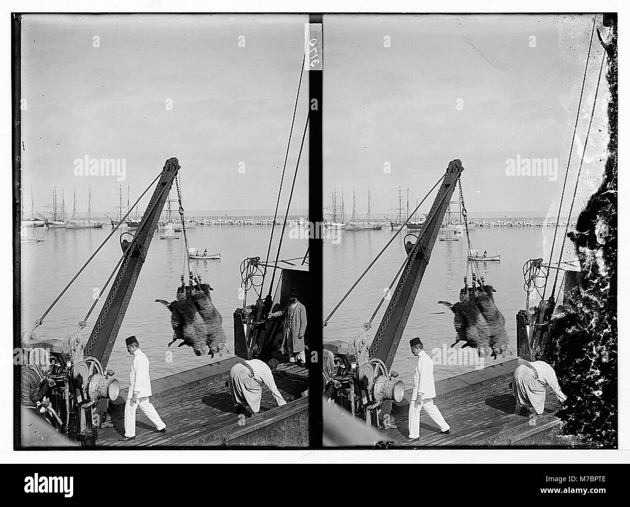 This photograph depicts a crane lifting sheep into a boat, possibly as ...