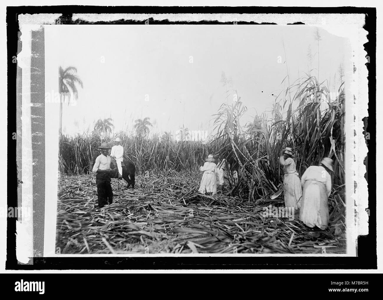 An image of Cuba's sugar cane fields, showcasing the agricultural ...